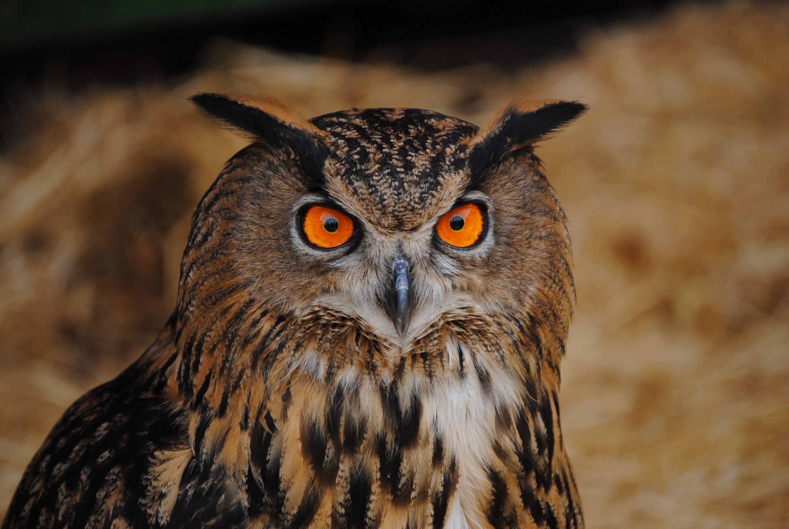 Bubo bubo | Aragón natural