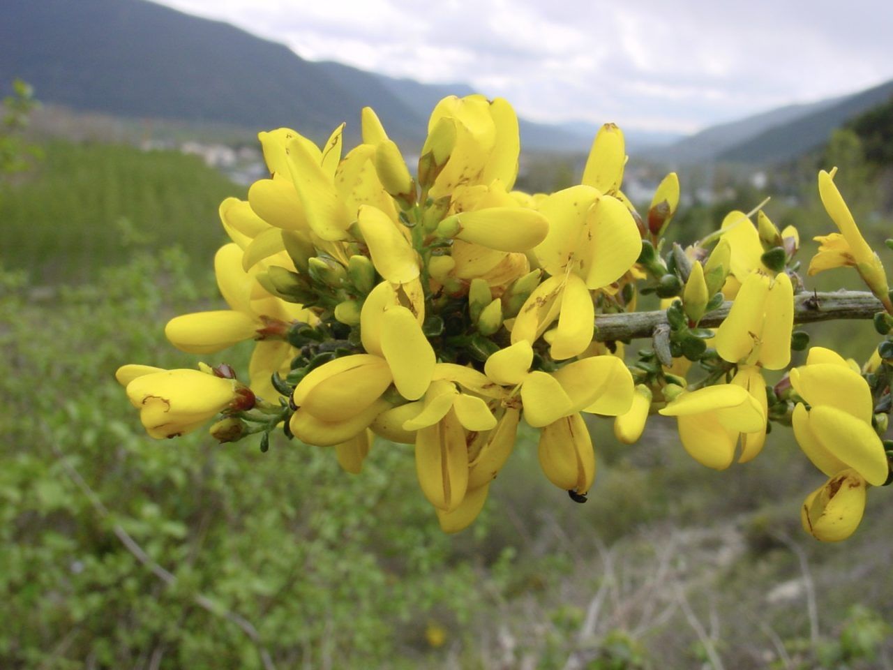Genista Scorpius | Aragón natural