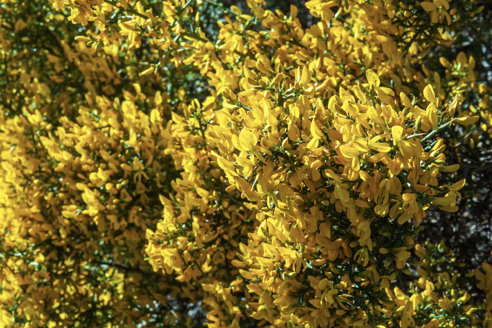 Genista Scorpius | Aragón natural
