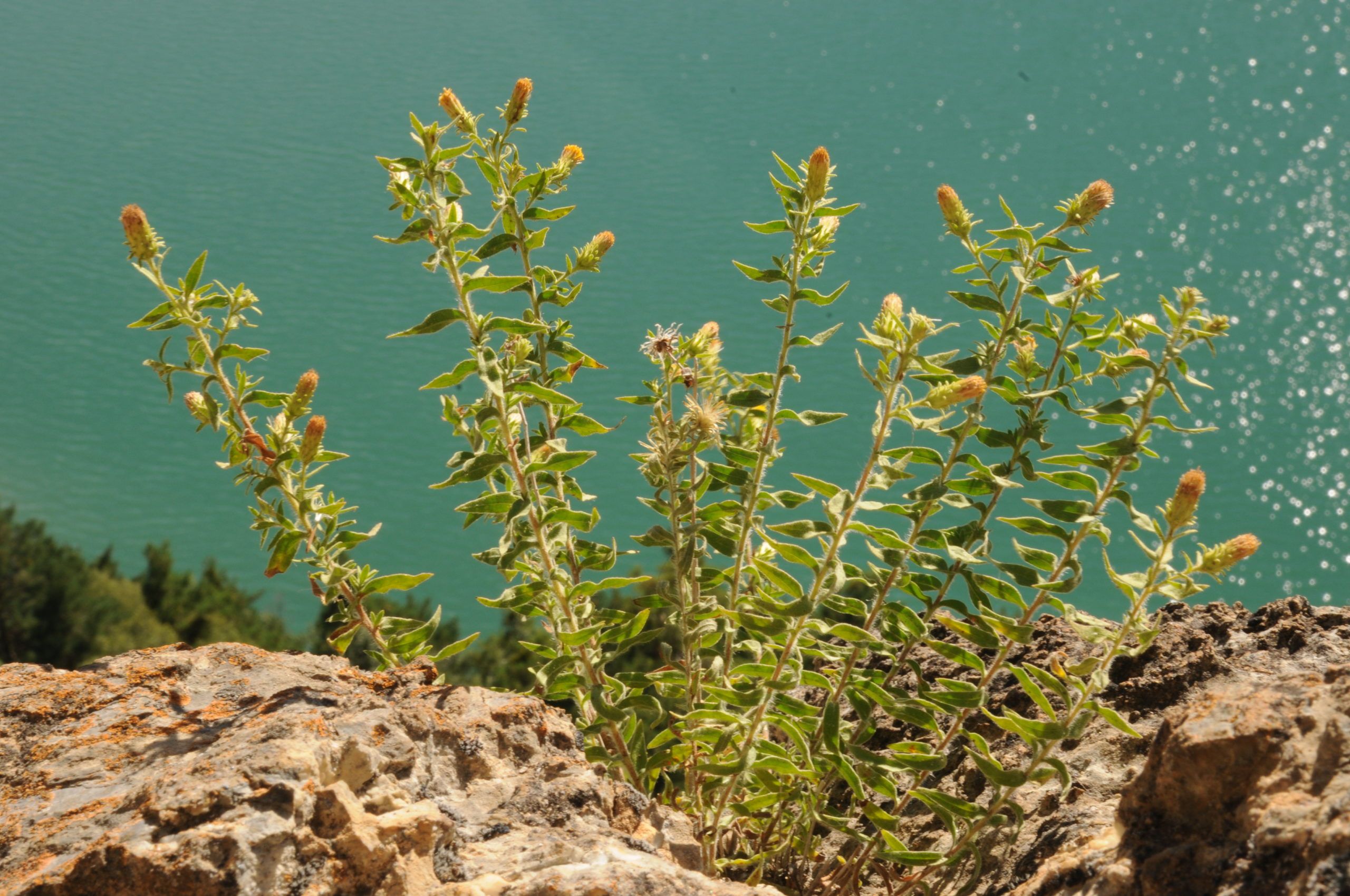 Jasonia glutinosa | Aragón natural