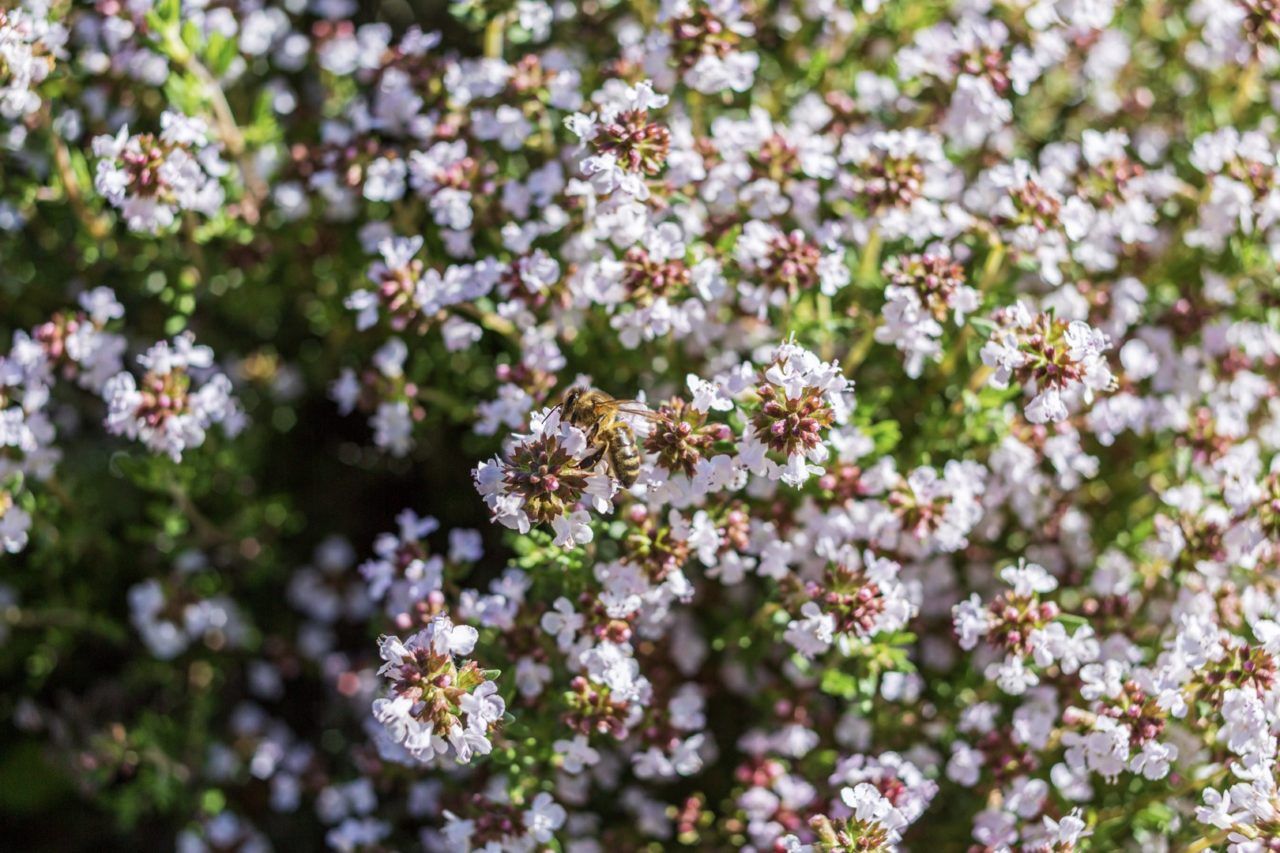 Thymus spp. | Aragón natural