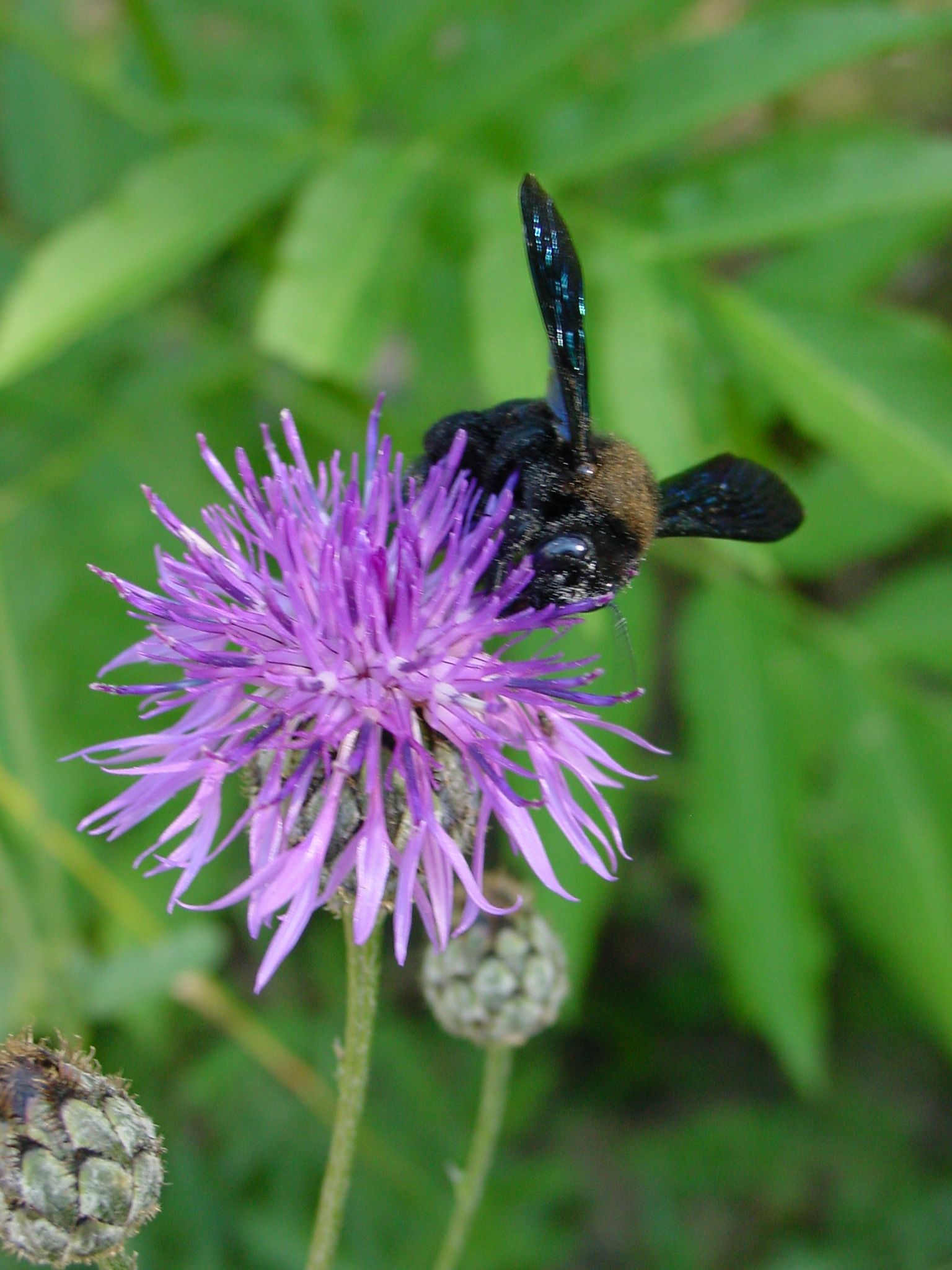 Bombus terrestris | Aragón natural