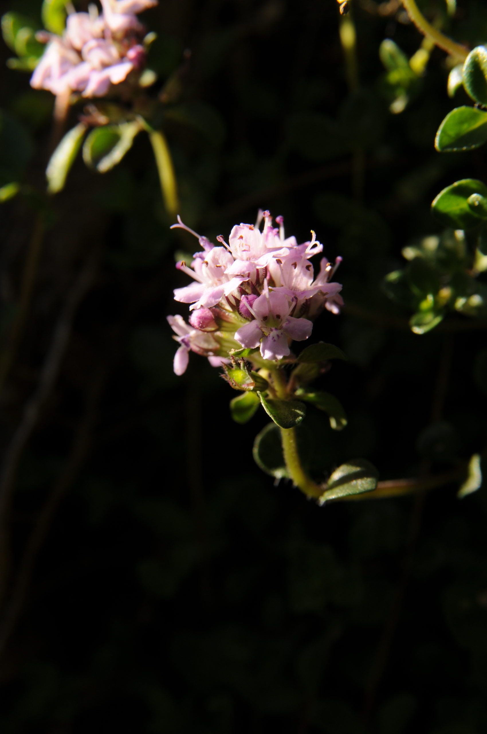 Thymus spp. | Aragón natural