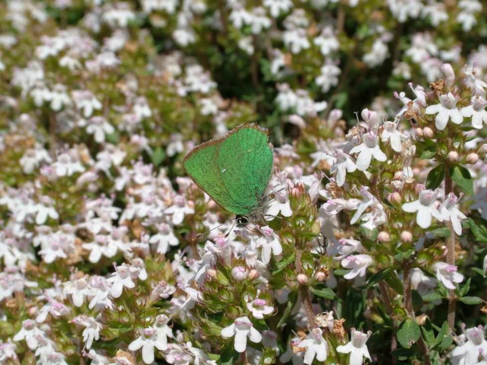 Thymus spp. | Aragón natural
