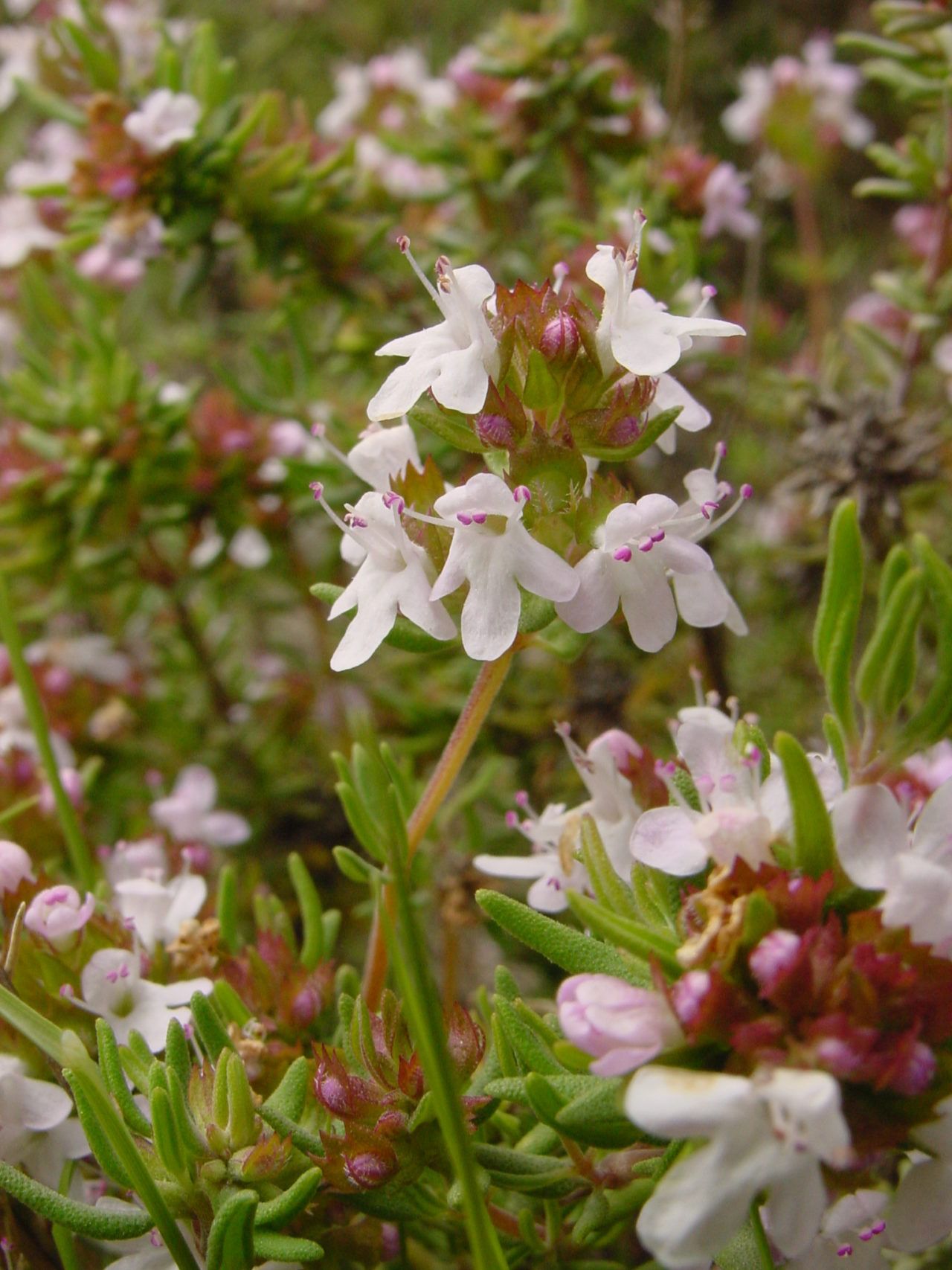 Thymus spp. | Aragón natural